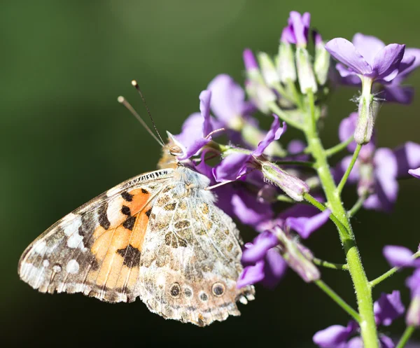 Transmutation Stock Photos, Royalty Free Transmutation Images ...