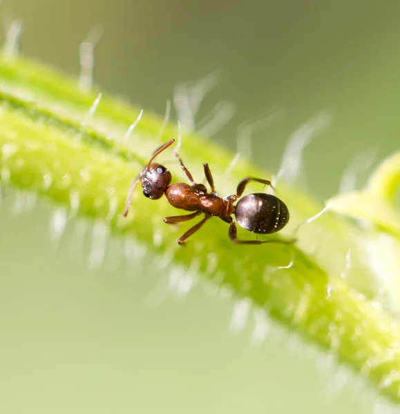 Bullet ant Stock Photos, Royalty Free Bullet ant Images | Depositphotos