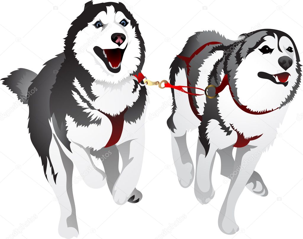 Sled Dogs Drawing