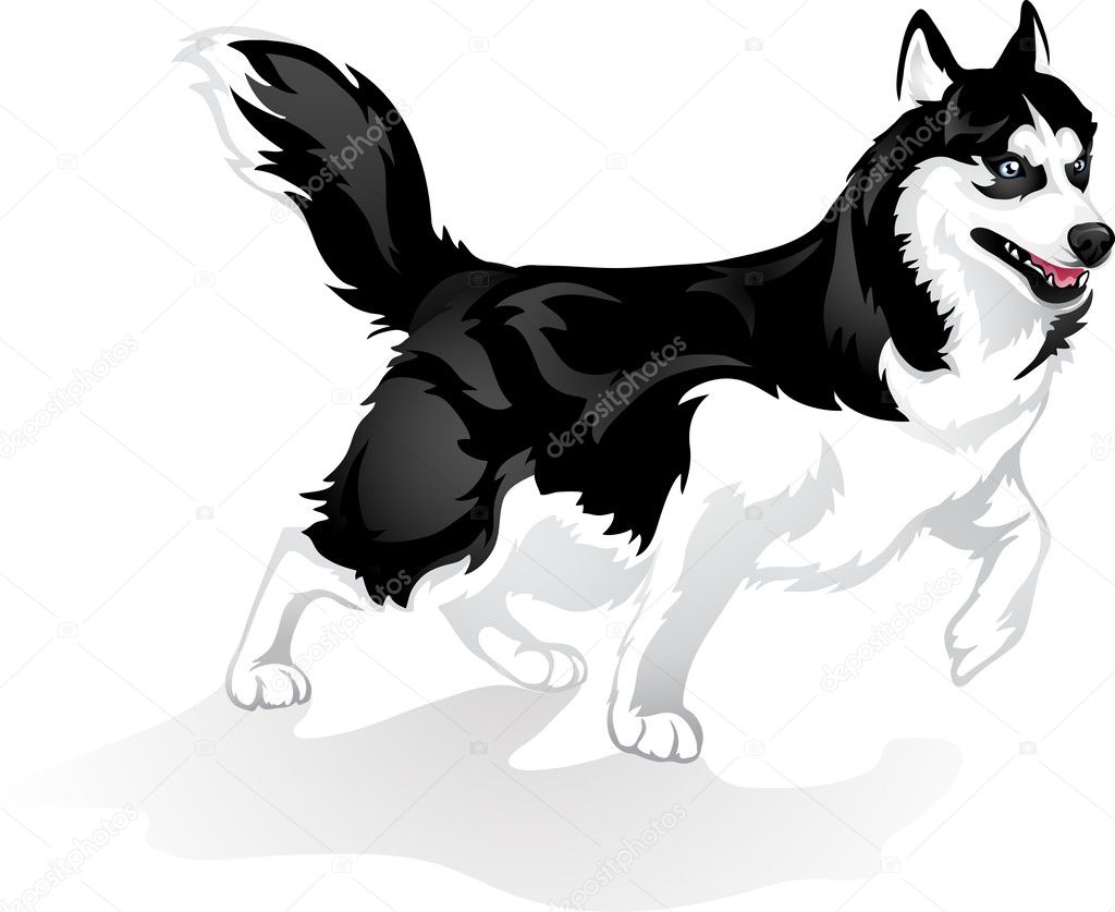 Running Husky Drawings