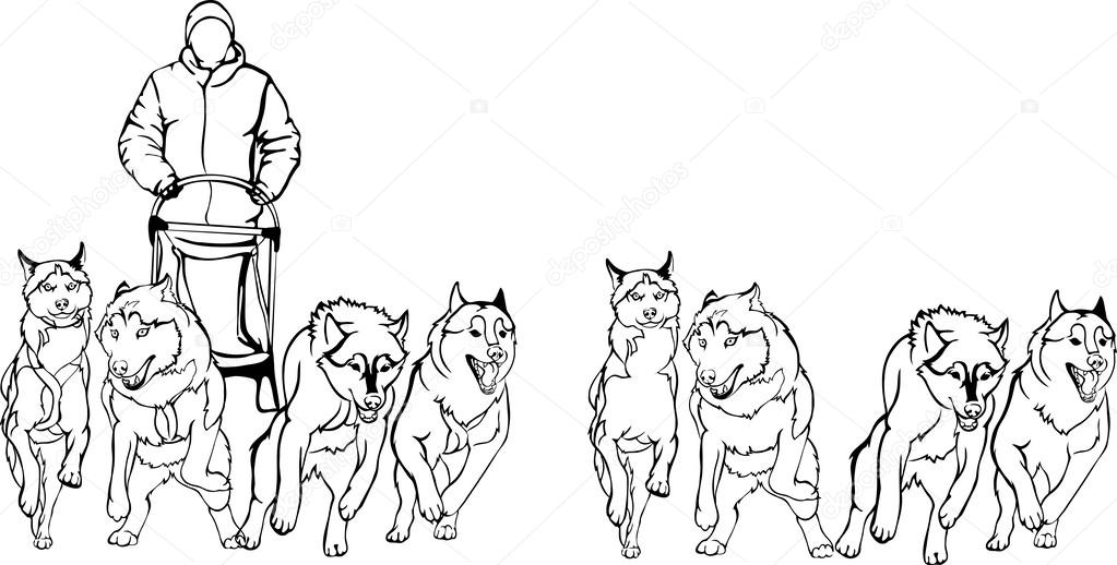 Sled Dogs Drawing