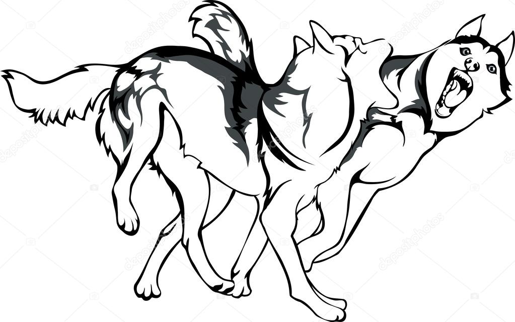 Wolf Fighting Drawing