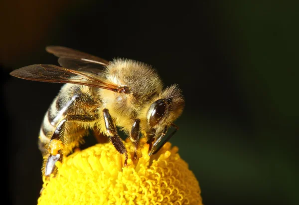 Wildbiene Stock Photos, Royalty Free Wildbiene Images | Depositphotos