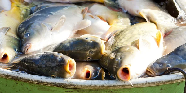 Fish in vat during harvesting pond Stock Photo by ©phb.cz 6846260