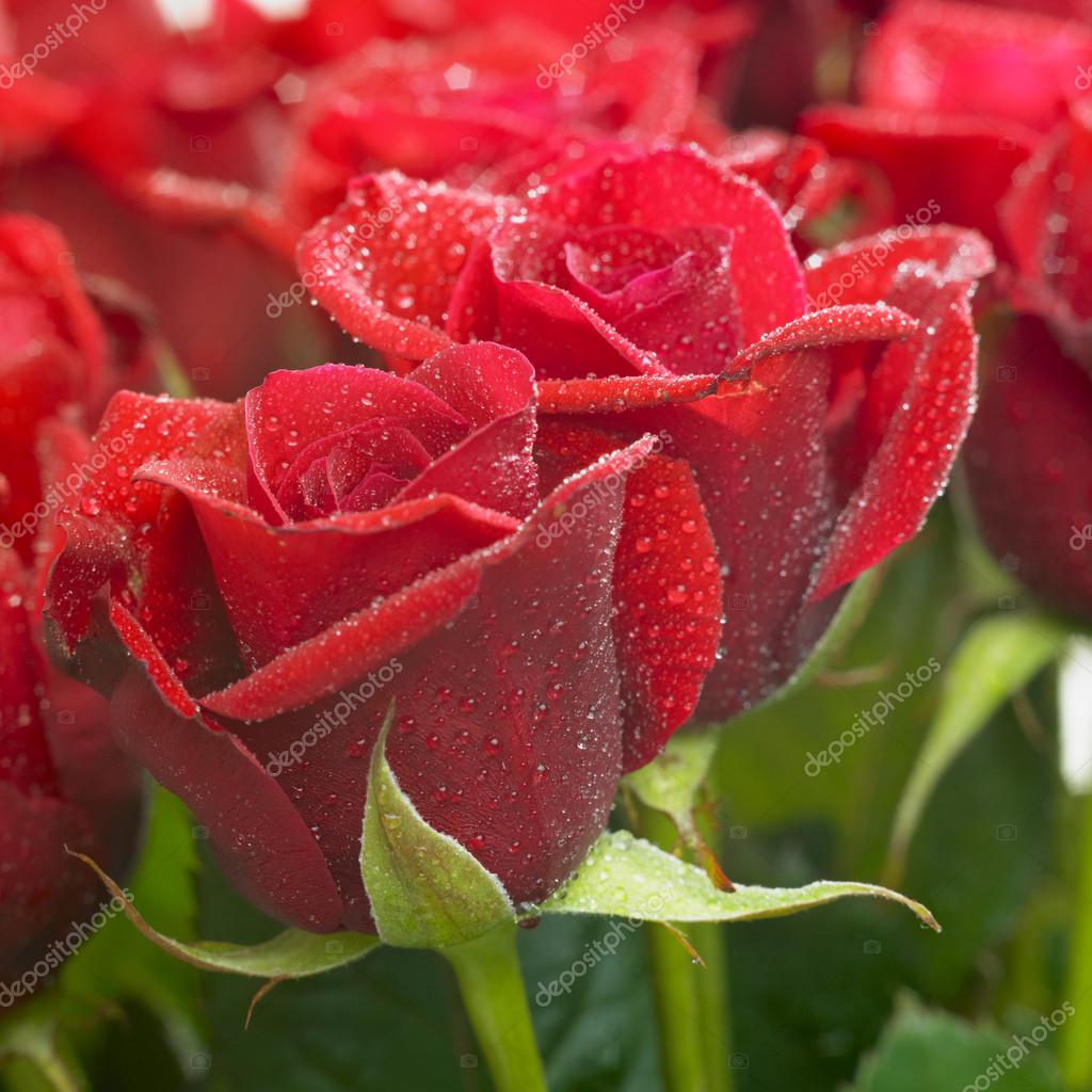 Red roses — Stock Photo © phb.cz #13589417