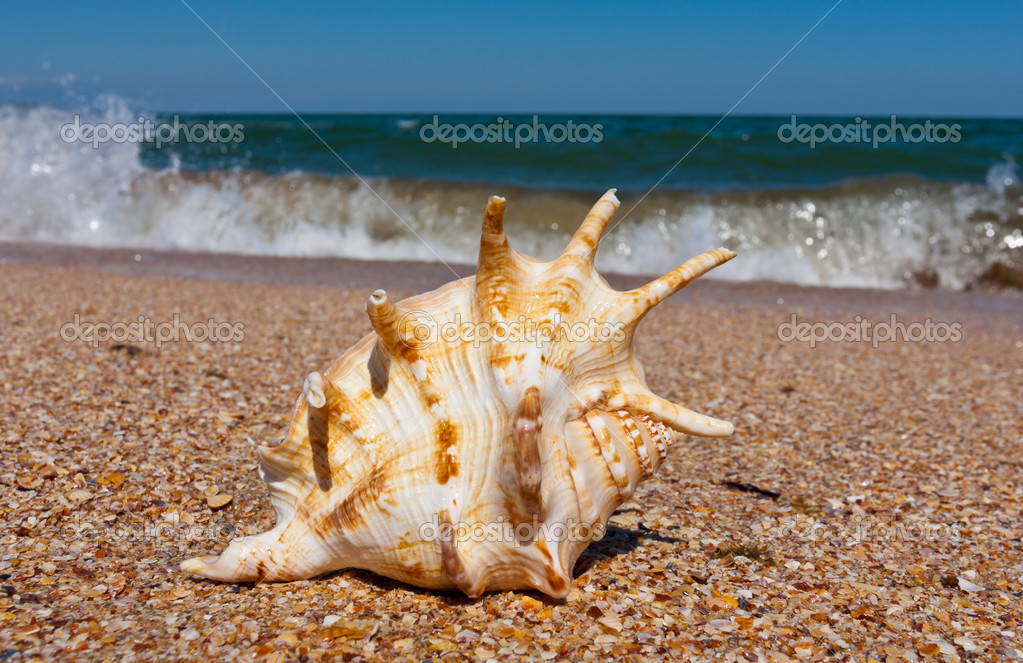Seashell on sea Stock Photo by ©pklimenko 31180373