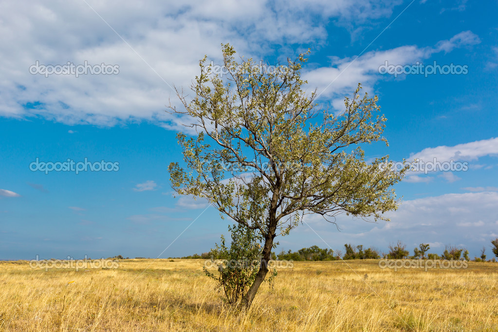 Alone tree — Stock Photo © pklimenko #31972453
