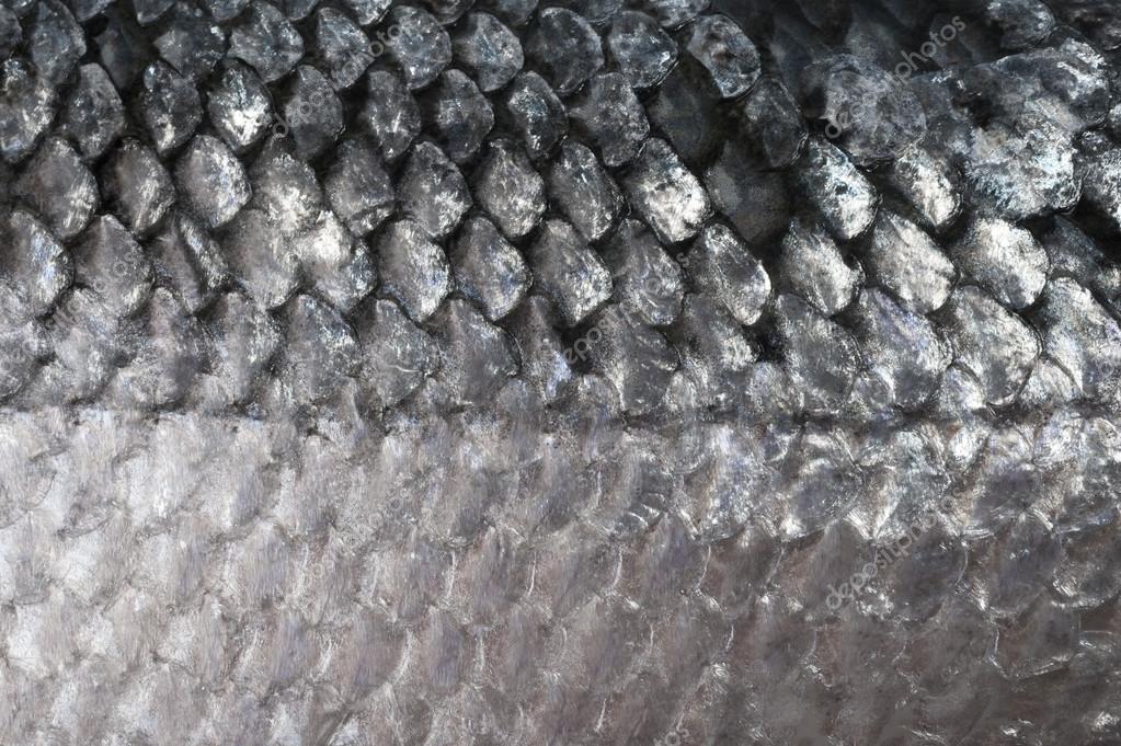 Fish scales Stock Photo by ©toxawww 23639431