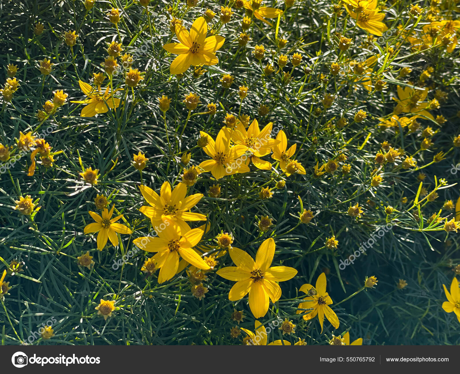 Field with Coreopsis verticillata flowers in summer Stock Photo by ...