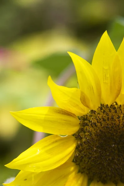 Inflorescence Sunflower Helianthus Annuus Petals Seed Head — Stock ...