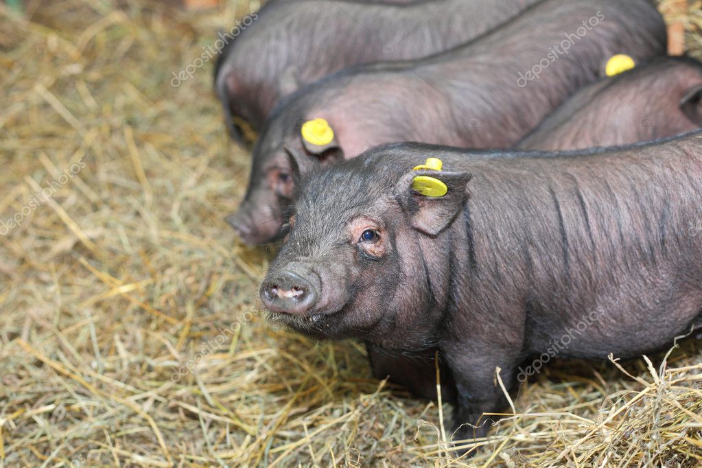Mini pigs — Stock Photo © lanych #40394323