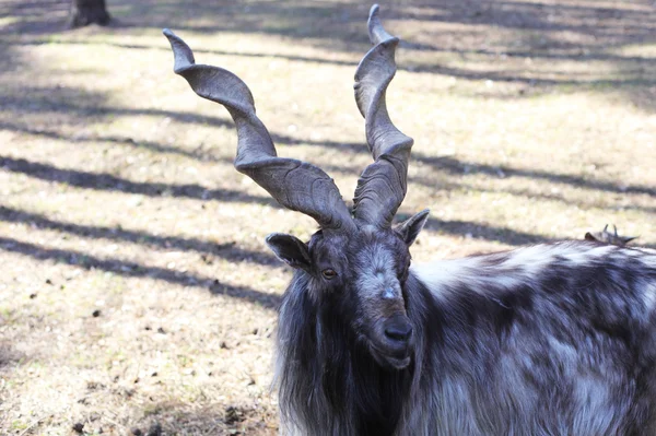 Markhor goat Stock Photos, Royalty Free Markhor goat Images | Depositphotos