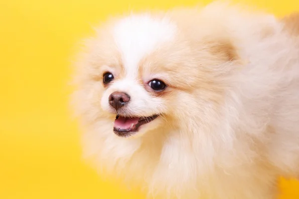 Yellow background dog Stock Photos, Royalty Free Yellow background dog ...