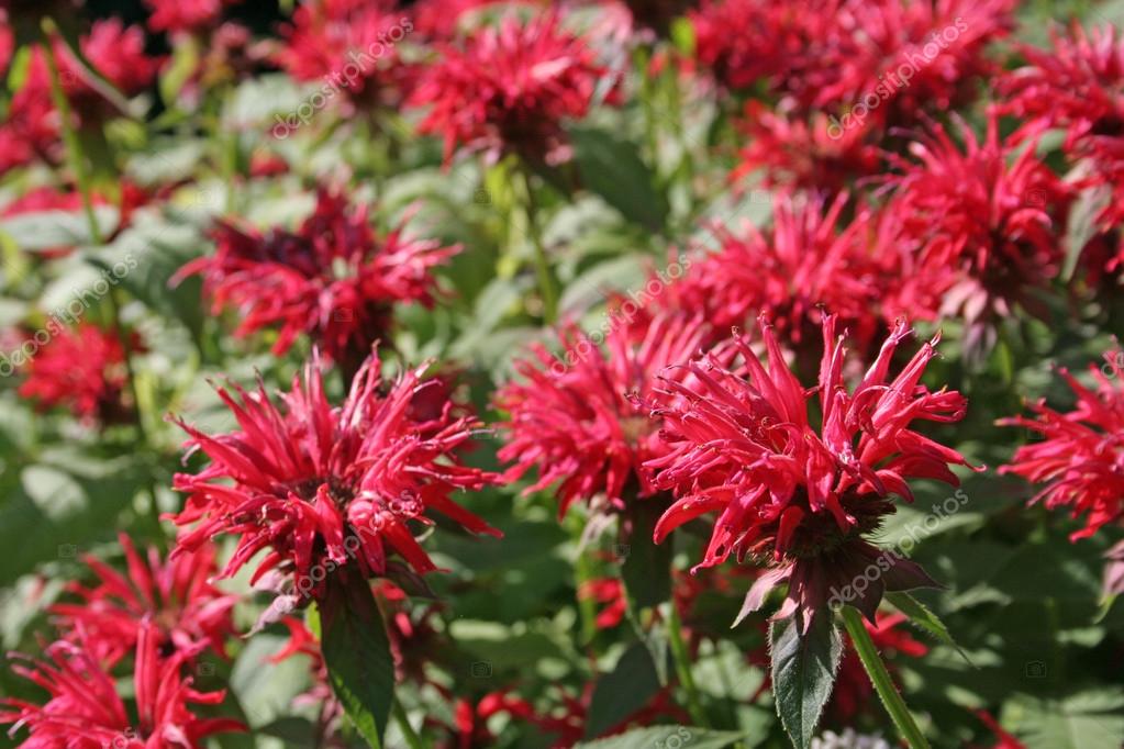 Pink Bee Balm Stock Photo by ©ca2hill 14055694