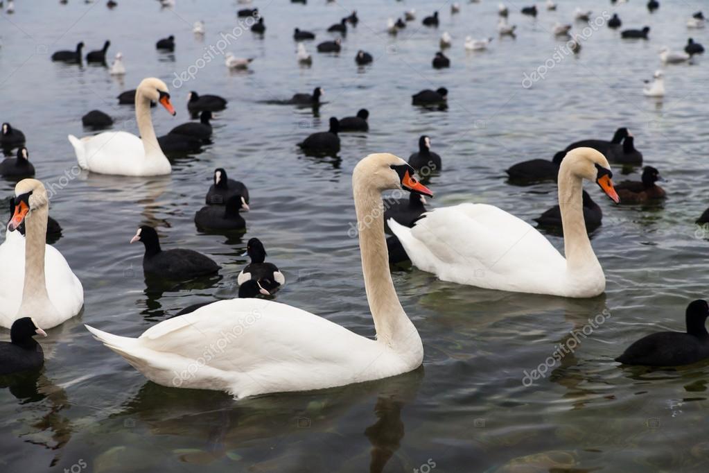 Swans and many black sea ducks floating in the sea — Stock Photo ...