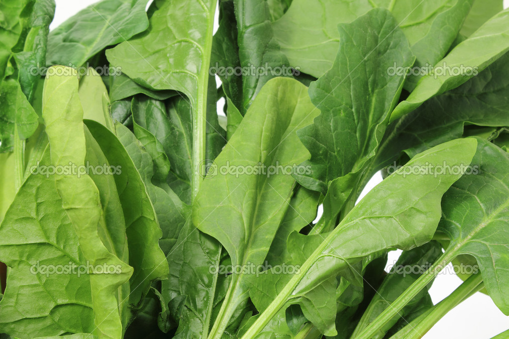 Hojas de espinaca 2023