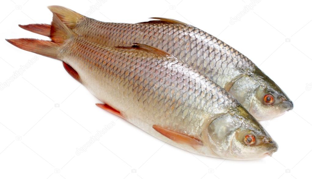 Popular Rohu or Rohit fish of Indian subcontinent — Stock Photo ...
