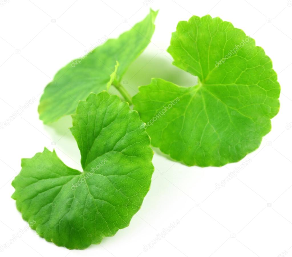 Medicinal thankuni leaves Stock Photo by ©bdspn74 18624807