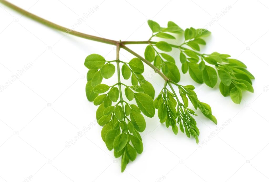 Hojas comestibles de moringa sobre fondo blanco 2024