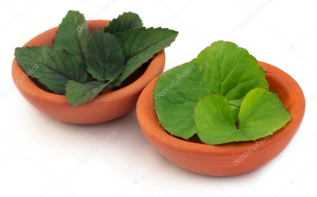 Medicinal thankuni leaves on a clay pot Stock Photo by ©bdspn74 25761585