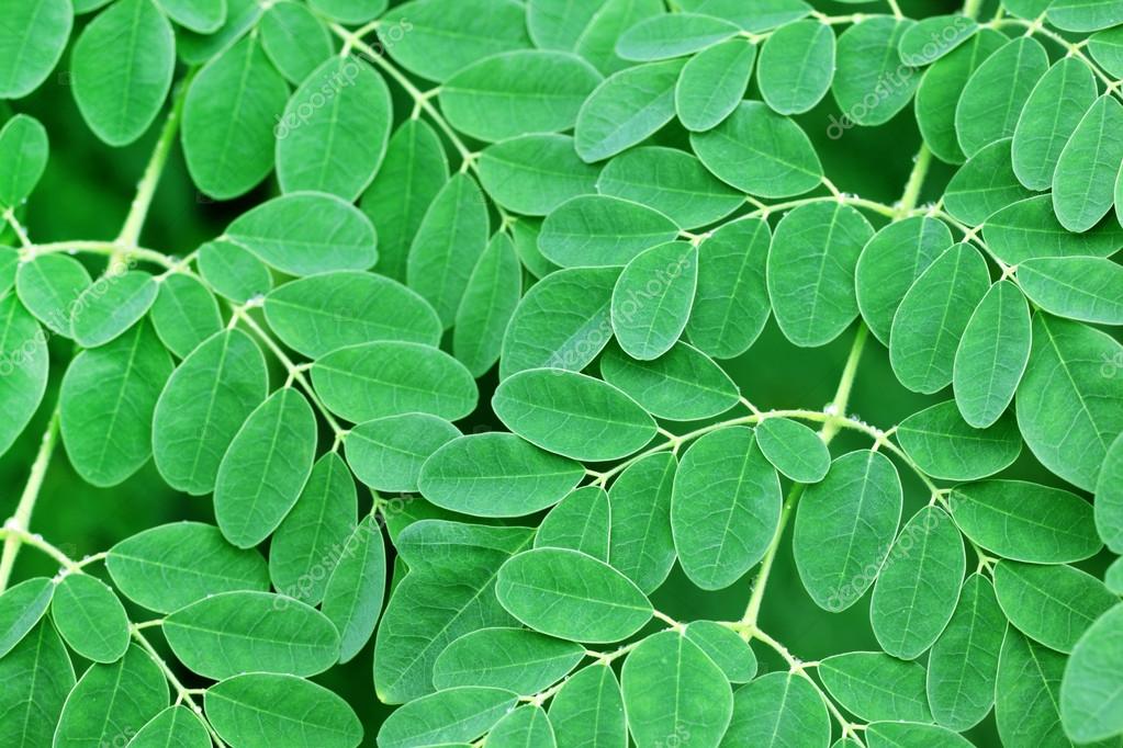 Edible moringa leaves background Stock Photo by ©bdspn74 32605521