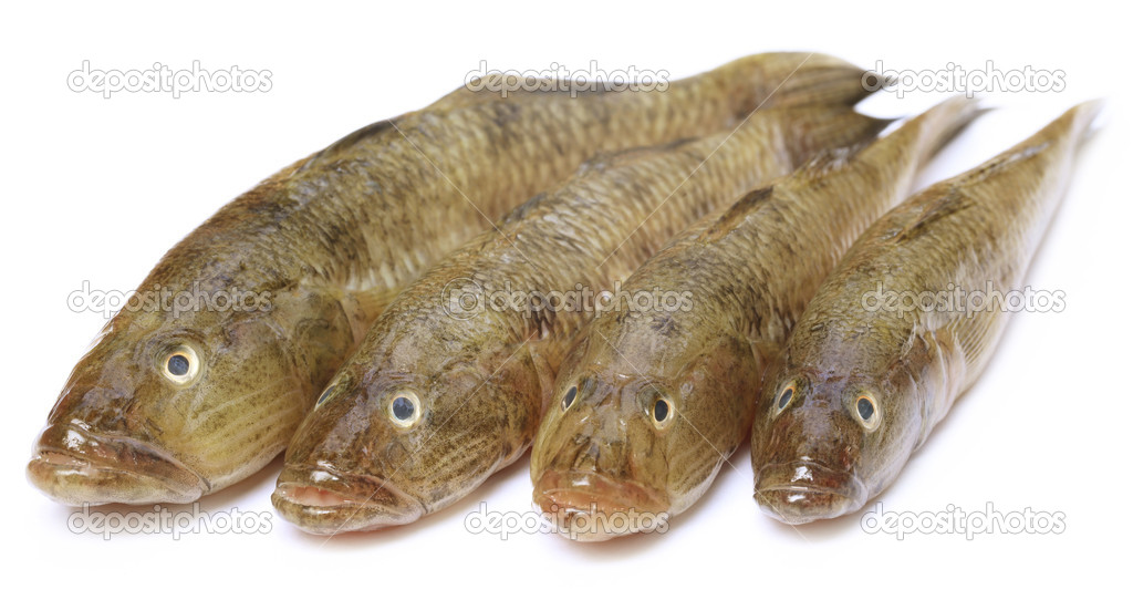 Tank goby of popular Bele fish of Indian subcontinent — Stock Photo ...