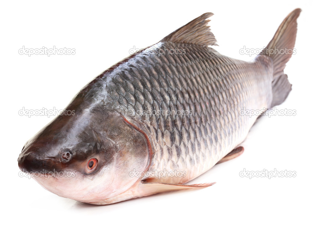 Images: rohu fish | Rohu or Rohit fish of Indian subcontinent — Stock ...