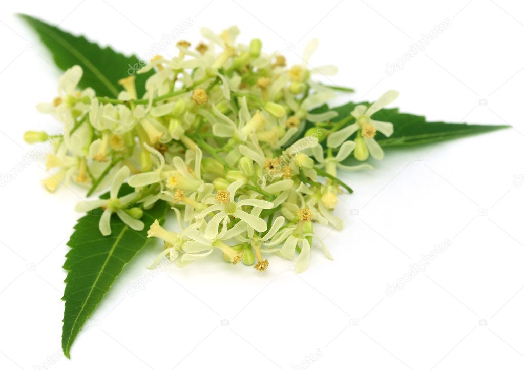 Medicinal neem leaves and flowers Stock Photo by ©bdspn74 44984959
