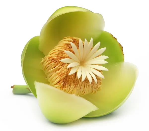 Olifant appel Stock Photos, Royalty Free Olifant appel Images ...