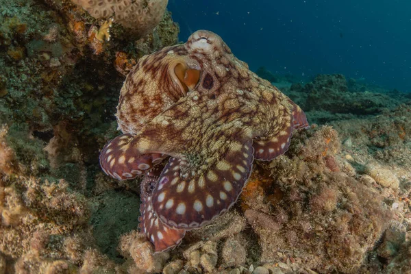 Mediterranean octopus Stock Photos, Royalty Free Mediterranean octopus ...