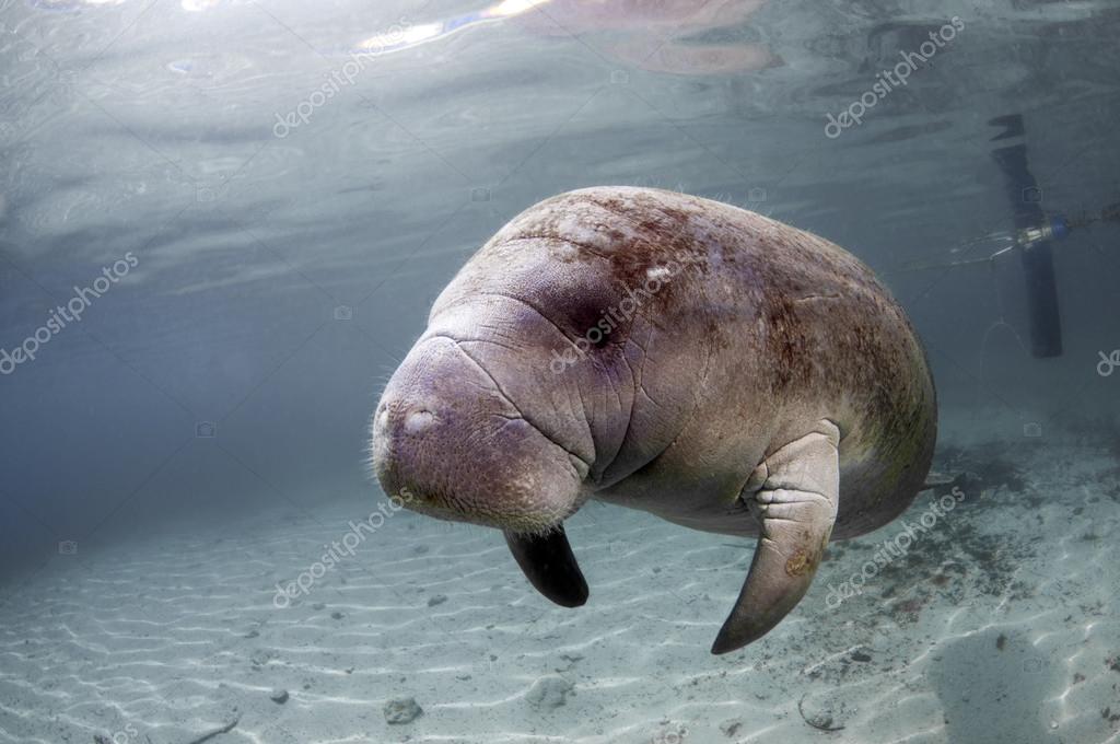 Manatee Stock Photo by ©thediver123 23112110