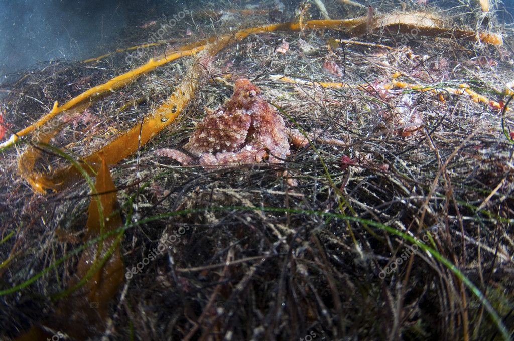 Octopus Stock Photo by ©thediver123 29567939