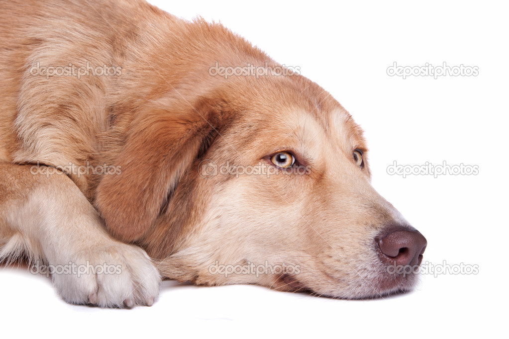 What Is The Breed Of Aidi