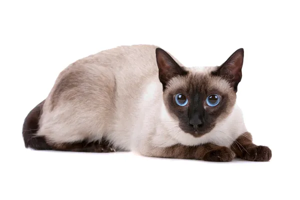 Kucing Siamese