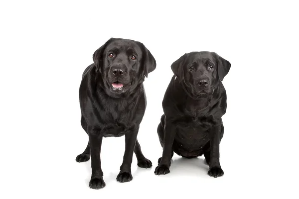 Two Labrador Retriever Dogs Sitting Together Stock Photo by ...