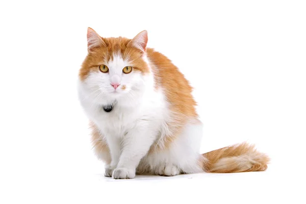 Domestic red and white cat Stock Photo by ©eriklam 12878657