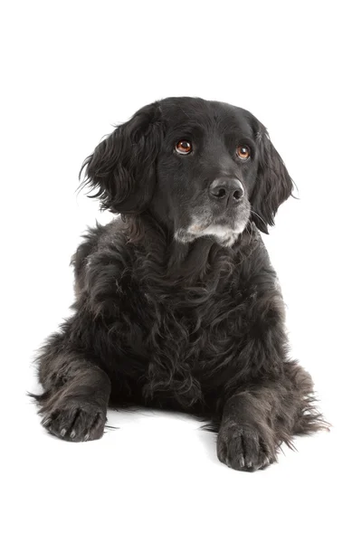 Black Cocker Spaniel Mix