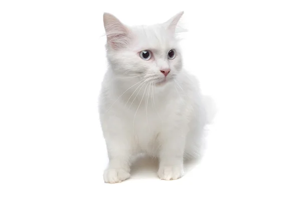 Front view of a white cat sitting Stock Photo by ©eriklam 12879300