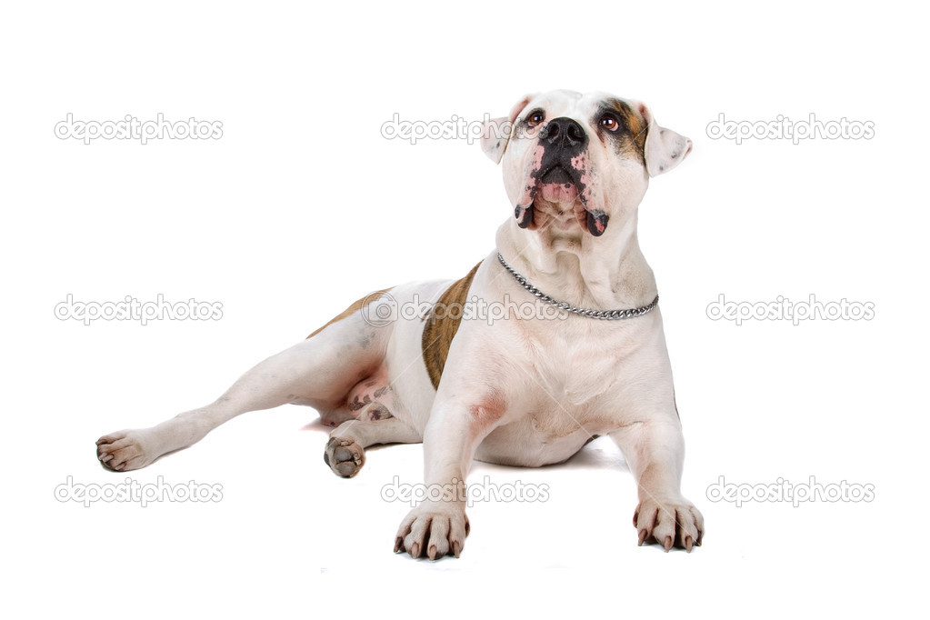 American bulldog lying down and looking at camera Stock Photo by ...