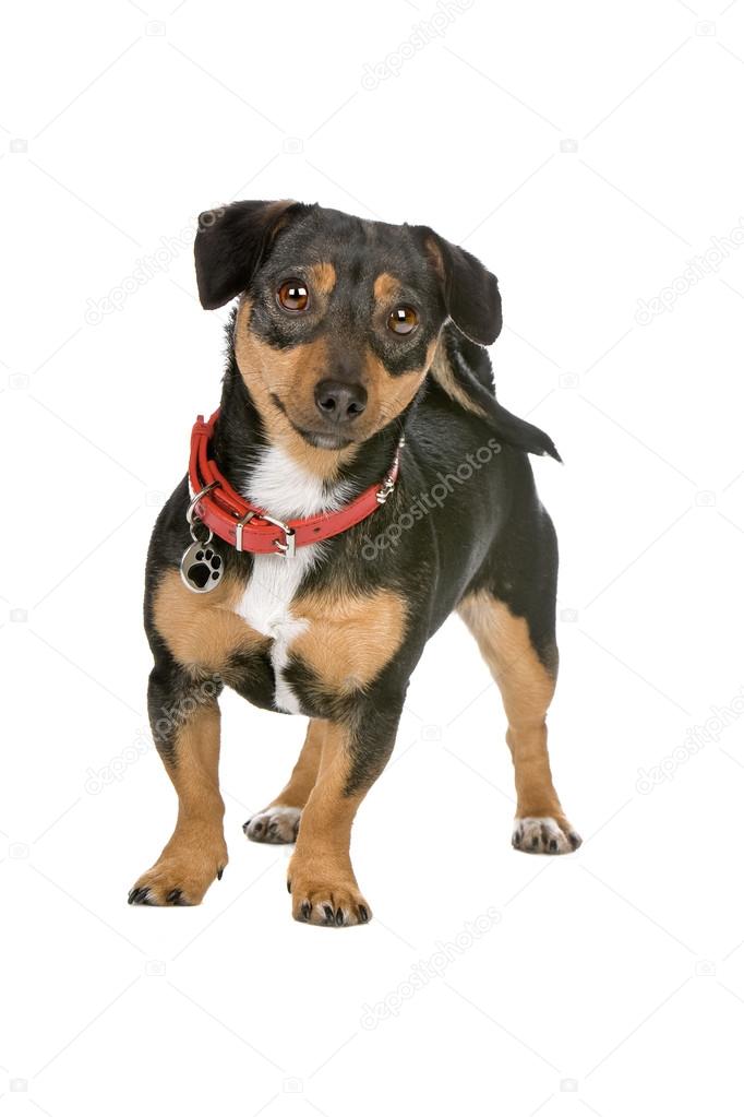 Black and tan jack russel terier pies — Zdjęcie stockowe © eriklam ... Black and tan jack russel terier pies — Zdjęcie stockowe © eriklam ...
