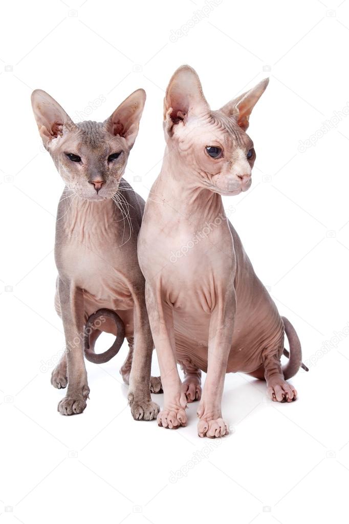 Sphynx cats Stock Photo by ©eriklam 12876347