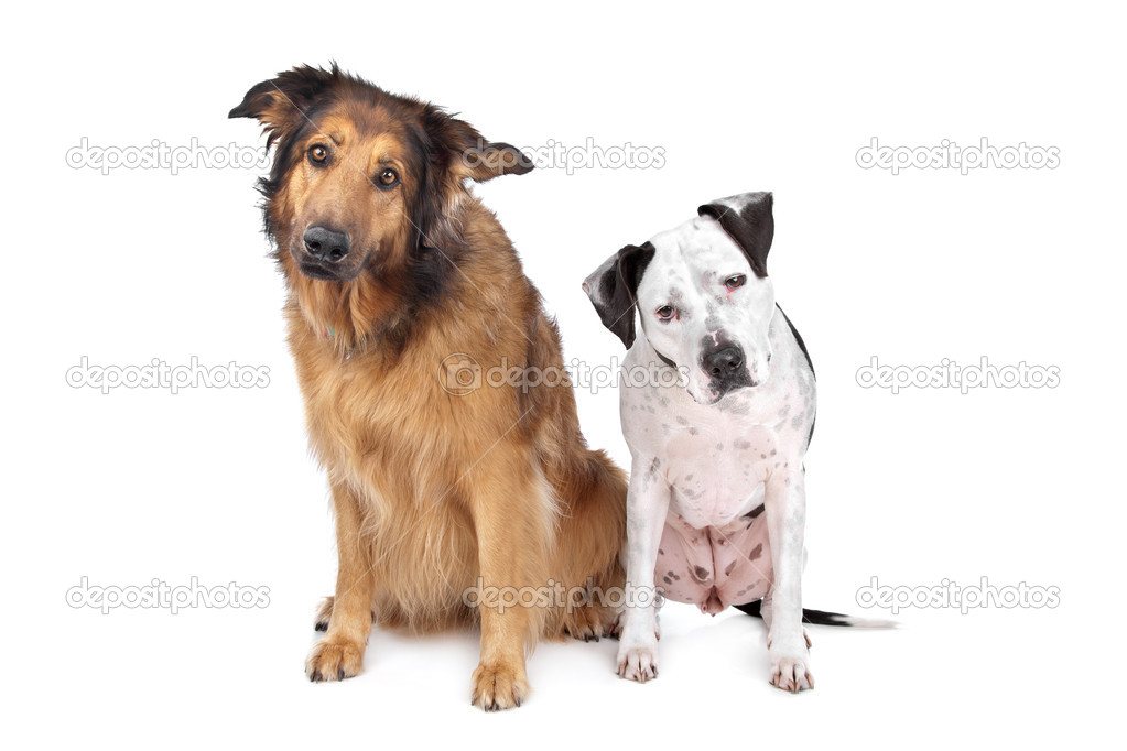 Two dogs posing in studio Stock Photo by ©eriklam 12877656