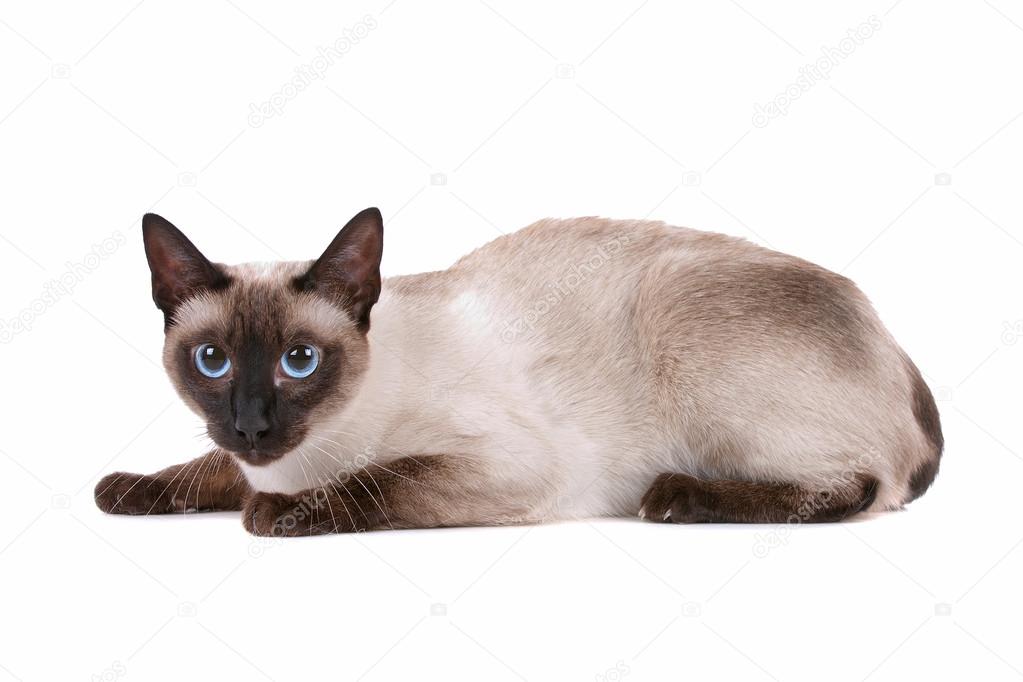 Cute Siamese cat Stock Photo by ©eriklam 12878027