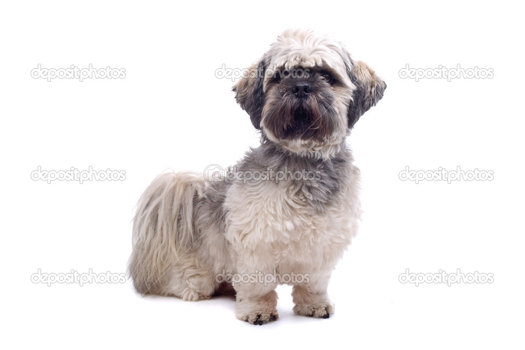Chi Tzu dog — Stock Photo © eriklam #12878458