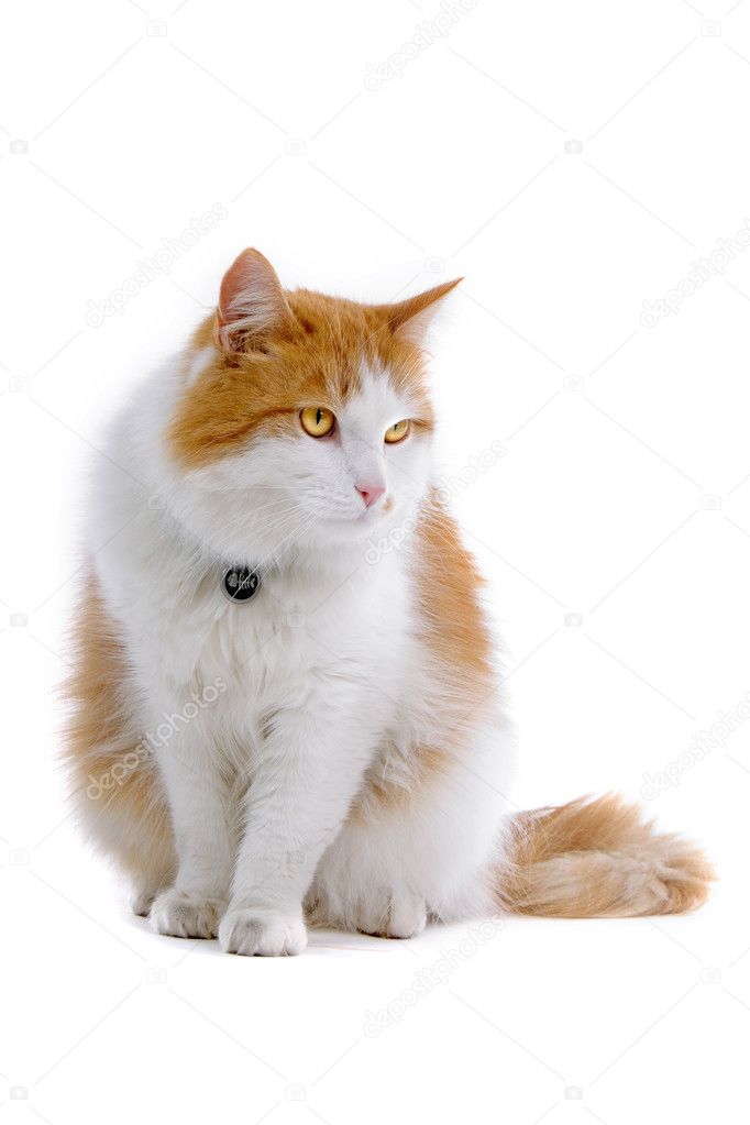 Domestic red and white cat Stock Photo by ©eriklam 12878657