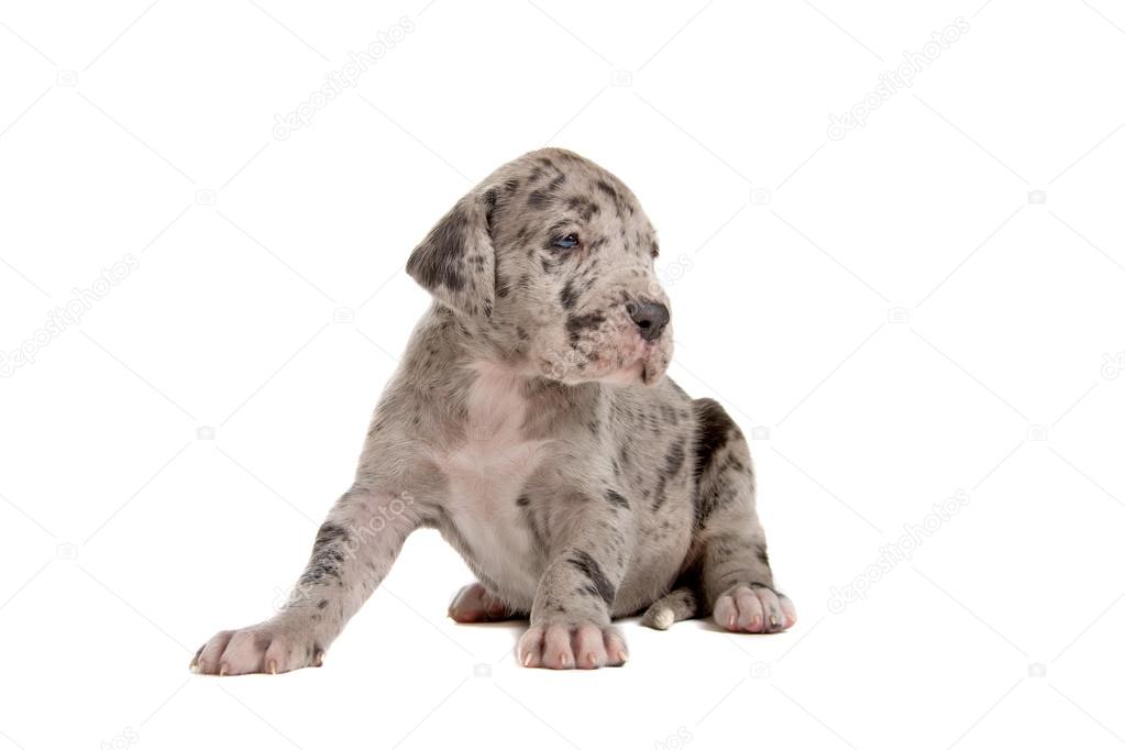 Blue merle great dane puppy Stock Photo by ©eriklam 12878834