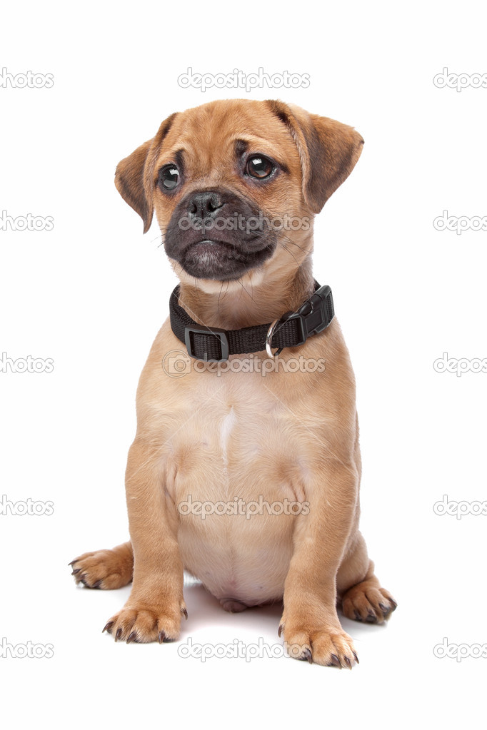 Chiot chien bâtard mignon image libre de droit par eriklam © #12879069