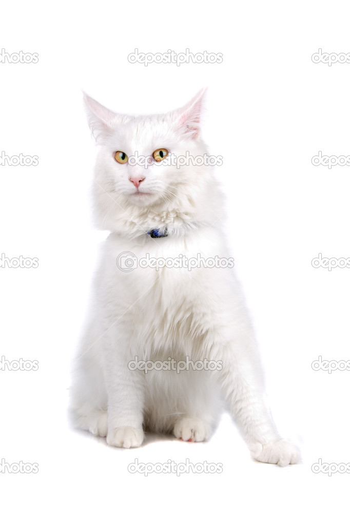 Front view of a white cat sitting Stock Photo by ©eriklam 12879300