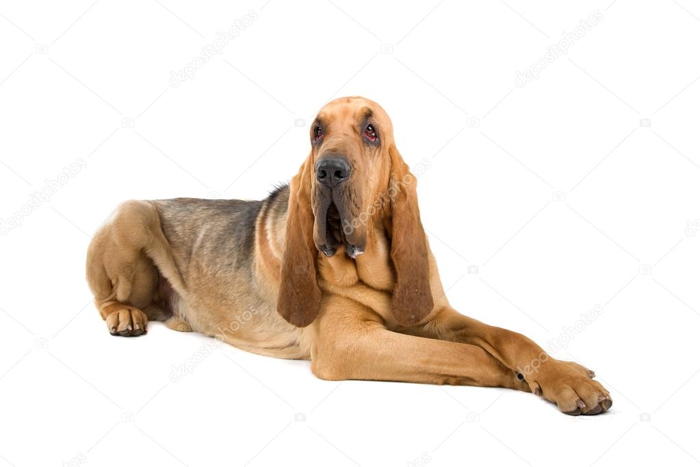 Bloodhound, also known as St. Hubert hound and Sleuth Hound Stock Photo ...