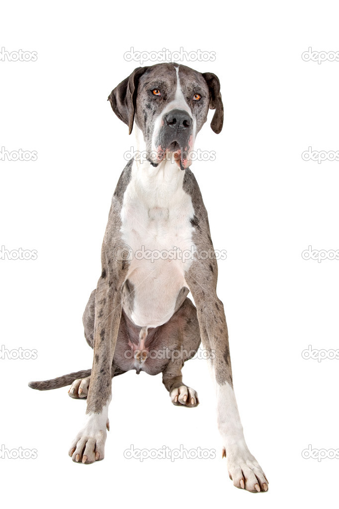 Blue merle great dane Stock Photo by ©eriklam 12879850